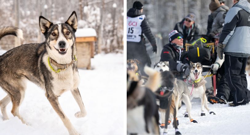 Veteran Iditarod musher Mille Porsild shares emotional tribute to ...